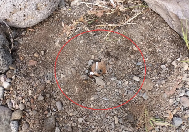 산 채로 땅에 묻고, 노끈·테이프로 칭칭…반려견 학대 심각 (연합뉴스) - 나무뉴스