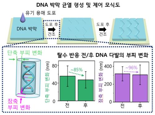 KAIST, 'DNA 균열' 원하는 대로 만들어내는 기술 개발 - 나무뉴스
