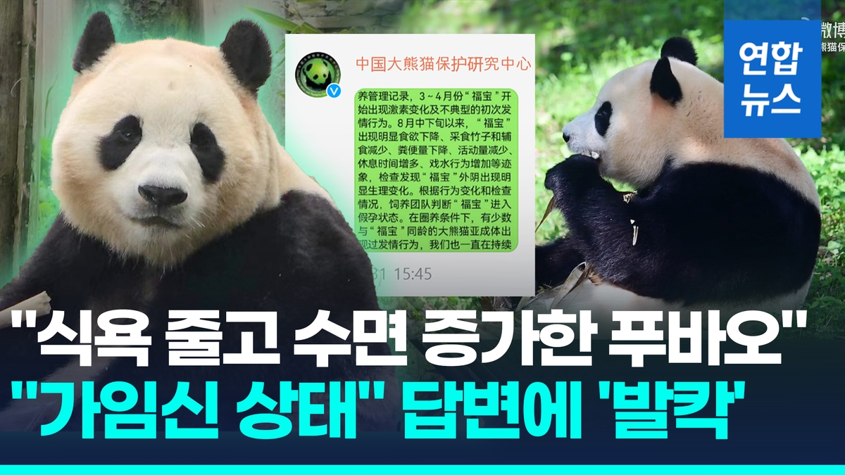 [영상] 중국 "푸바오 가임신 상태, 외음부에 뚜렷한 생리학적 변화" (연합뉴스) - 나무뉴스