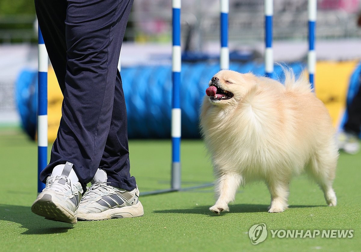 설채현 수의사 강연·순회 놀이터…강남구 가을 반려견 행사 나무뉴스