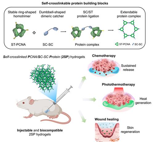UNIST "원하는 곳만 약효 '단백질 젤' 개발…암치료 효과 기대" - 나무뉴스