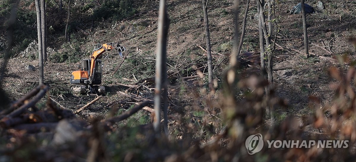 소나무재선충병 확산 차단…경북도 감염목 제거후 수종전환 확대 (연합뉴스) - 나무뉴스