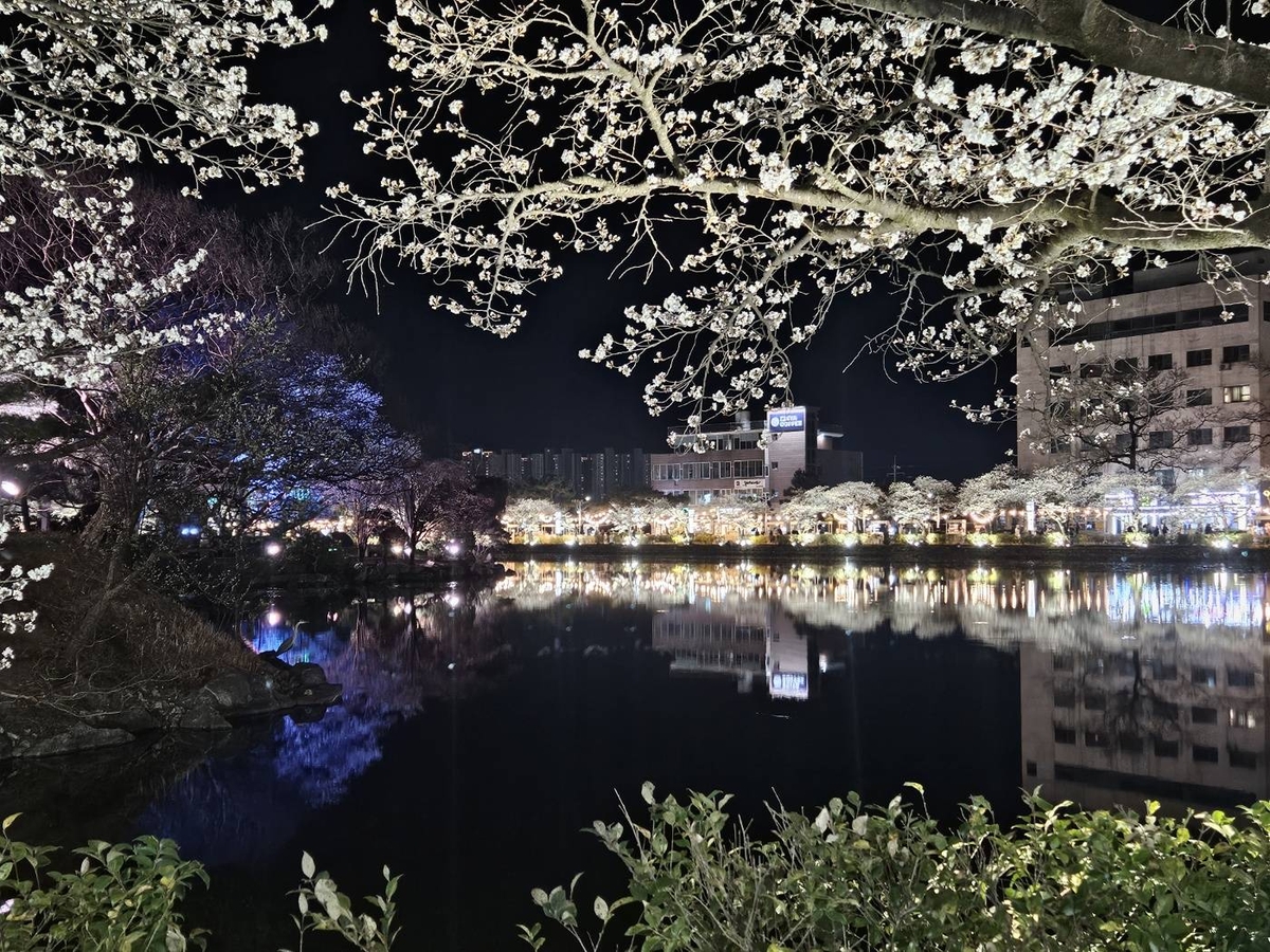 김천 벚꽃명소 '연화지' 경북산불 악재에도 25만명 방문 (연합뉴스) - 나무뉴스