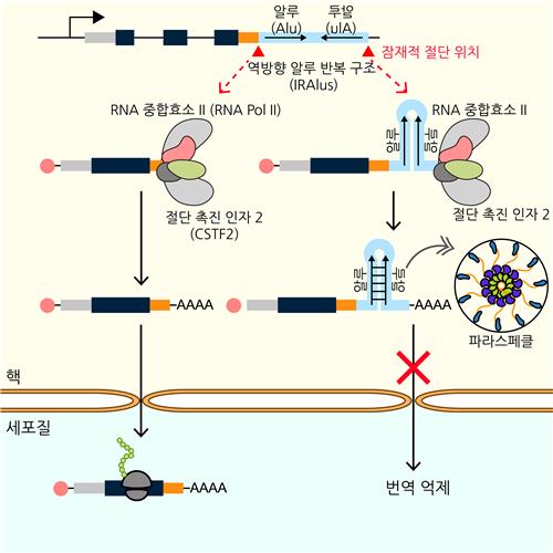 KAIST, 암·루게릭병 등 난치성 질환 발병 기전 밝혔다 - 나무뉴스