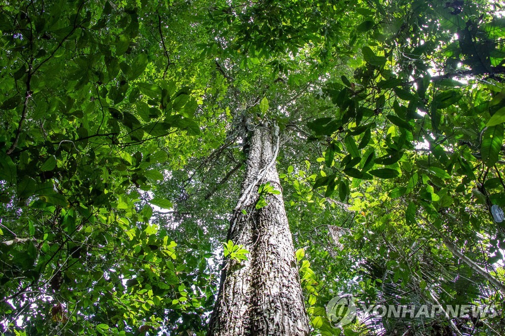 대기중 CO₂는다고 나무 생장 빨라져 탄소흡수 커지지 않아 (연합뉴스) - 나무뉴스