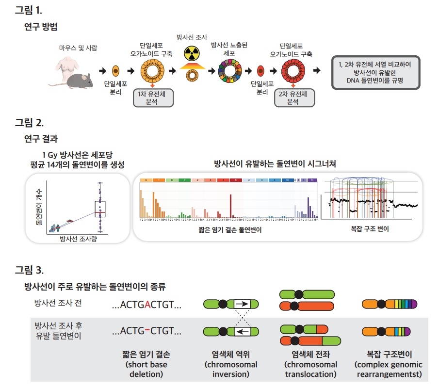 KAIST, 암 등 방사선 치료 유발 DNA 돌연변이 첫 규명 (연합뉴스) - 나무뉴스