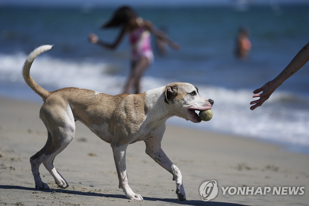 "개가 꼬리 흔들면 기분이 좋다?…방향에 따라 다르다" (연합뉴스) - 나무뉴스
