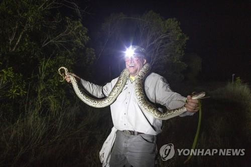 美생태계 교란종 버마왕뱀 추적에 GPS 달린 주머니쥐·라쿤 활용 (연합뉴스) - 나무뉴스