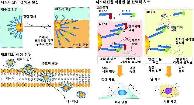 KIST "암세포에만 침투해 사멸시키는 나노머신 개발" - 나무뉴스