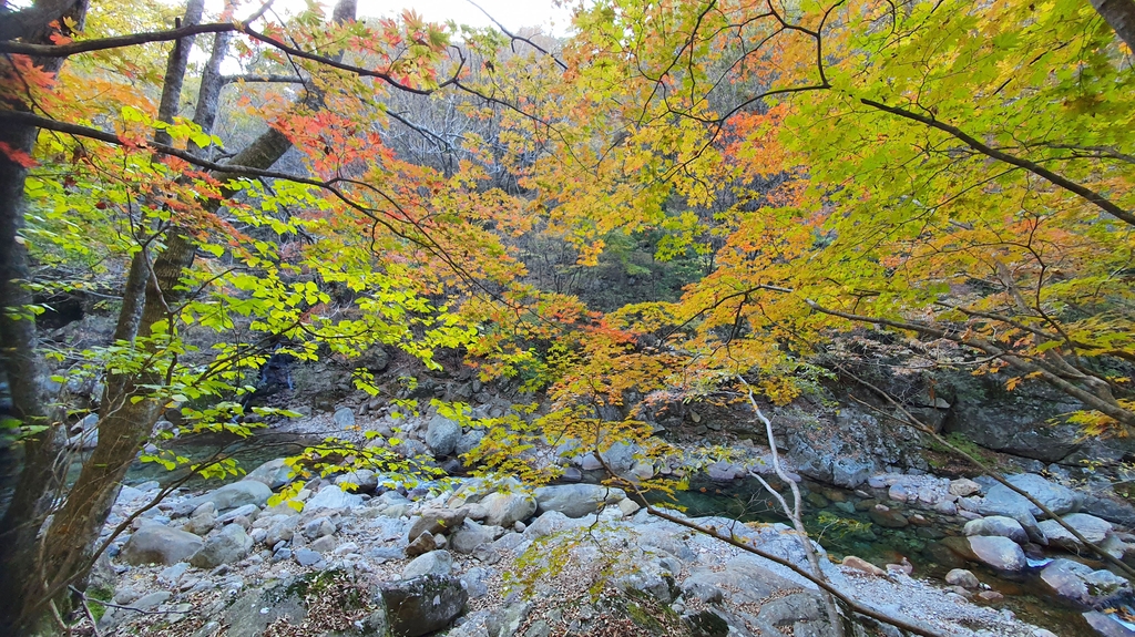 [픽! 남원] 울긋불긋…지리산 뱀사골 물들인 단풍 - 나무뉴스